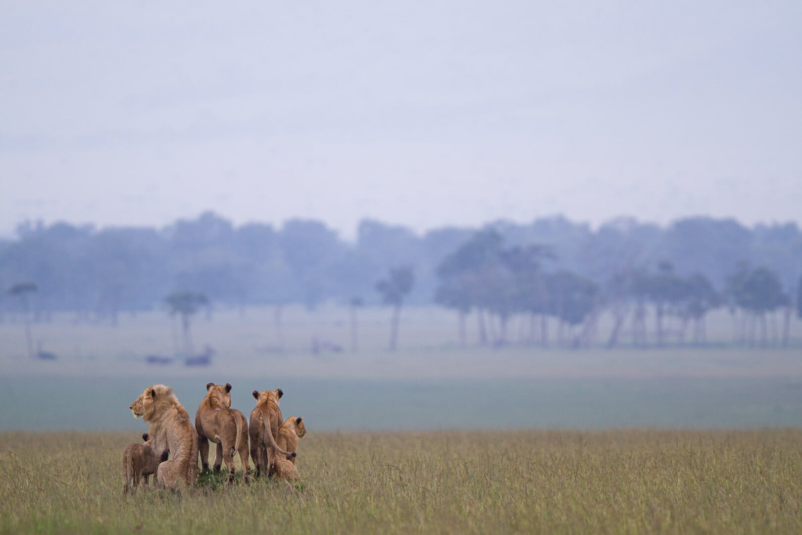 Lion: The Rise and Fall of the Marsh Pride is Now Streaming on Showmax.