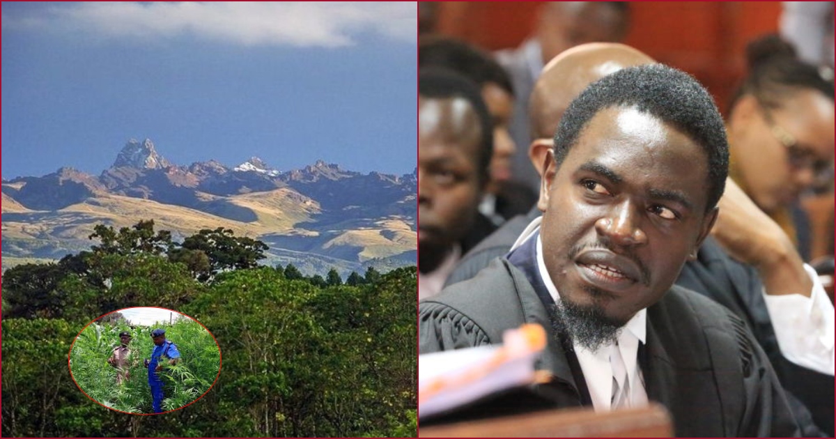 Nelson Havi's Offer to Kenyans Growing Bhang Inside Mt Kenya Forest